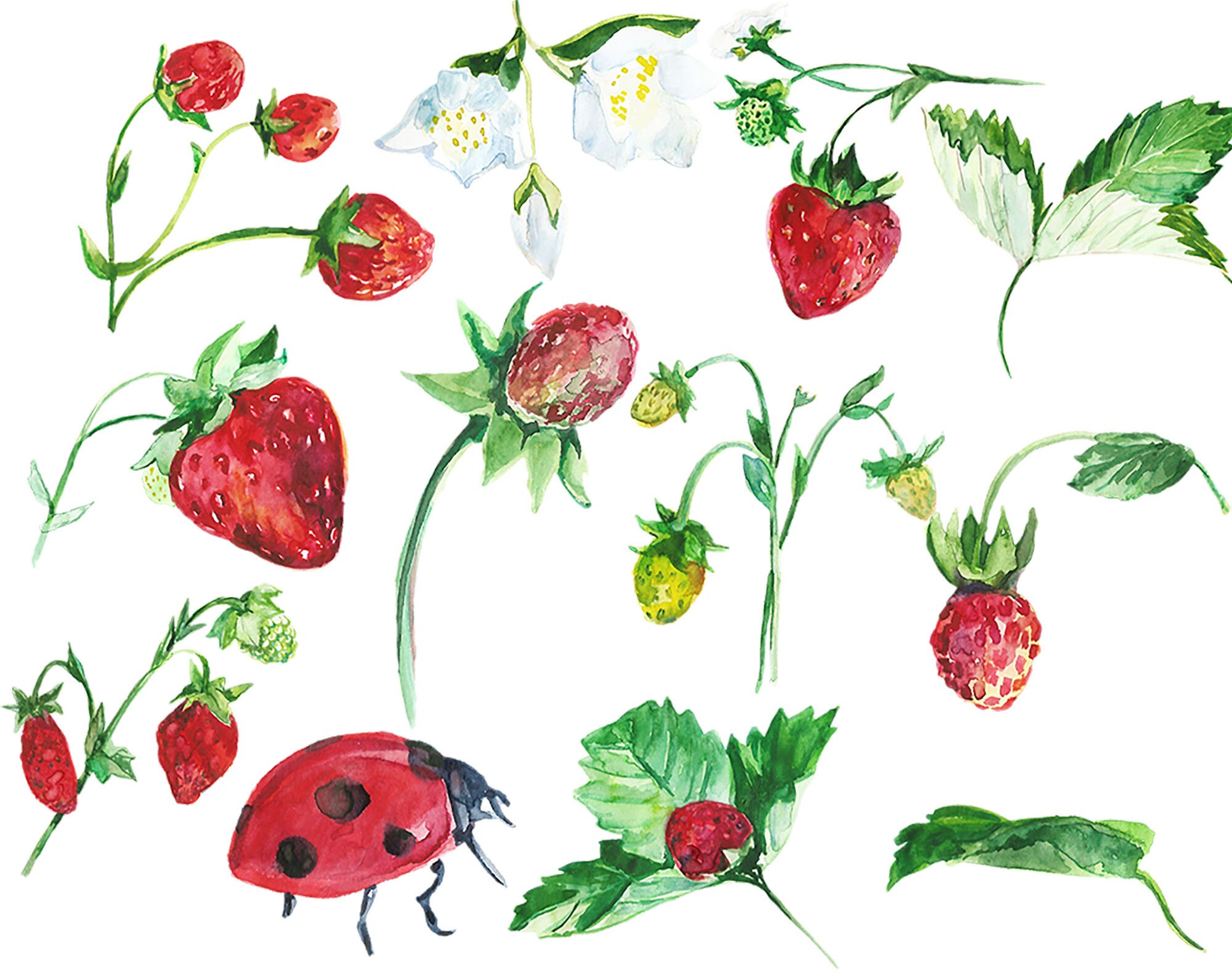 Digital Watercolor Strawberry Clipart, Printable Scrapbooking, Food ...