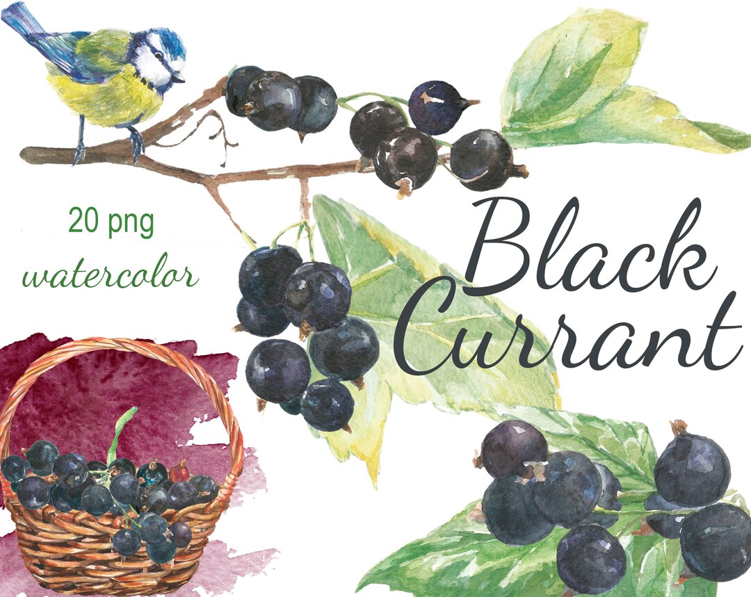 Digital Watercolor Blackcurrant Clipart, Printable Berries Scrapbooking ...
