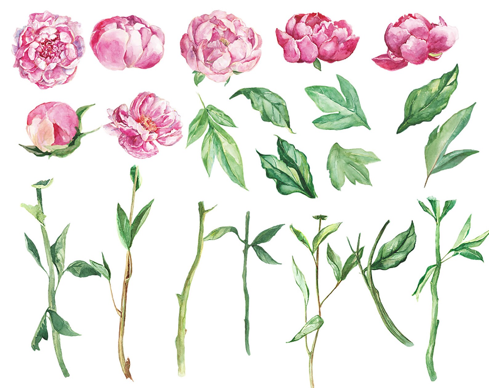 30 Digital Watercolor Pink Peonies Clip Art, Floral Digital Collage ...