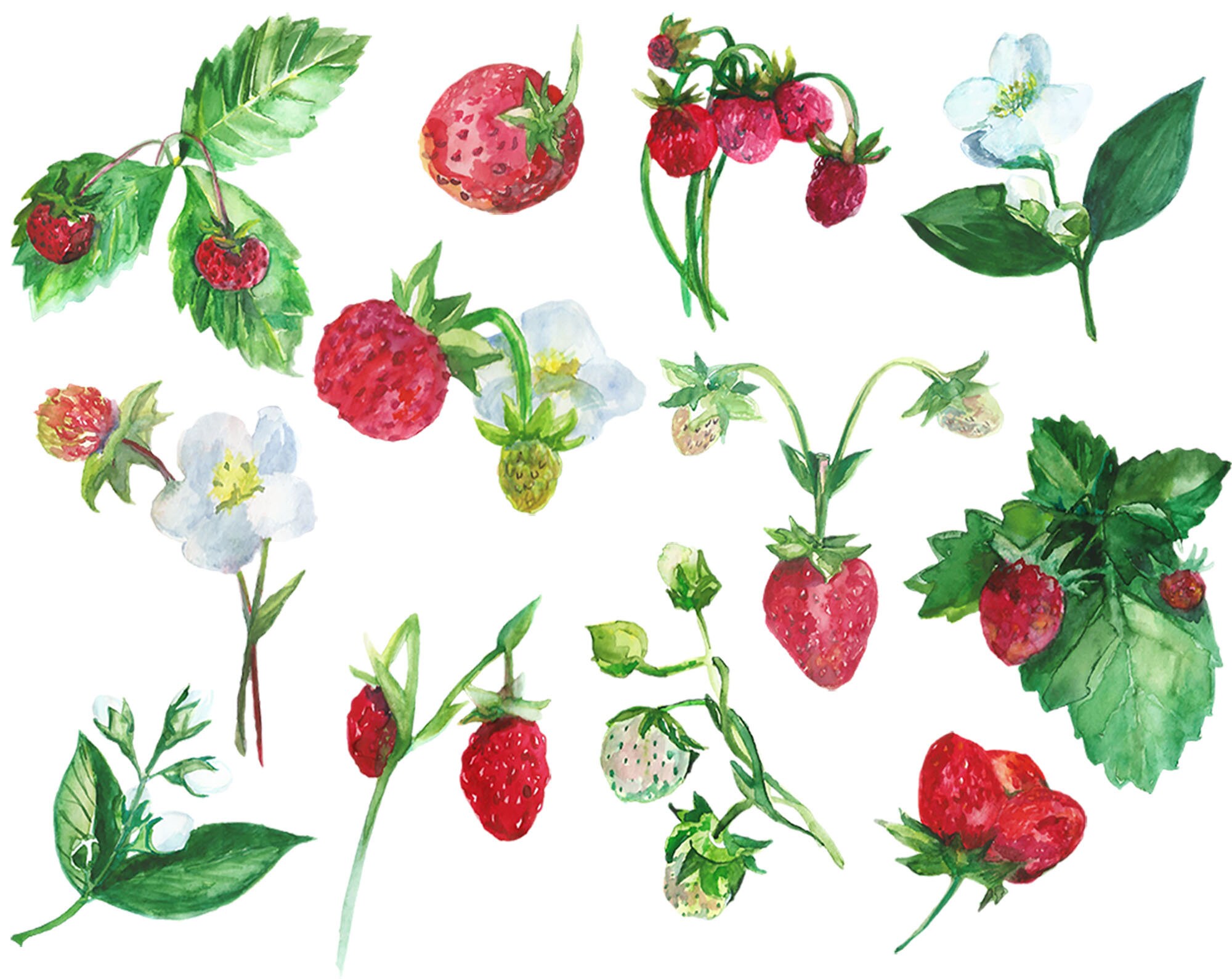 Digital Watercolor Strawberry Clipart, Printable Scrapbooking, Food ...