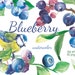 Digital Watercolor Blueberry Clipart, Printable Berries Scrapbooking ...