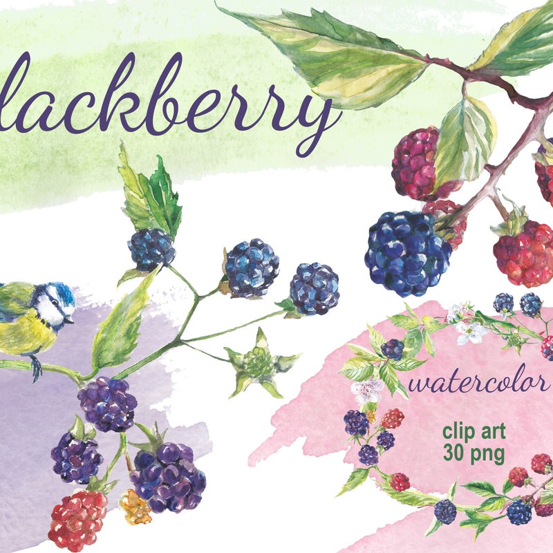Blackberry Clip Art - Etsy