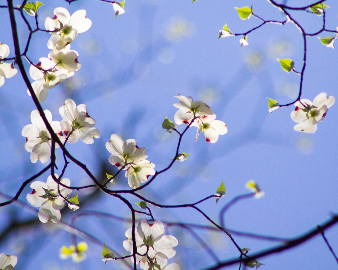 Photography Prints Nature - First Bloom, North Carolina, Flower ...