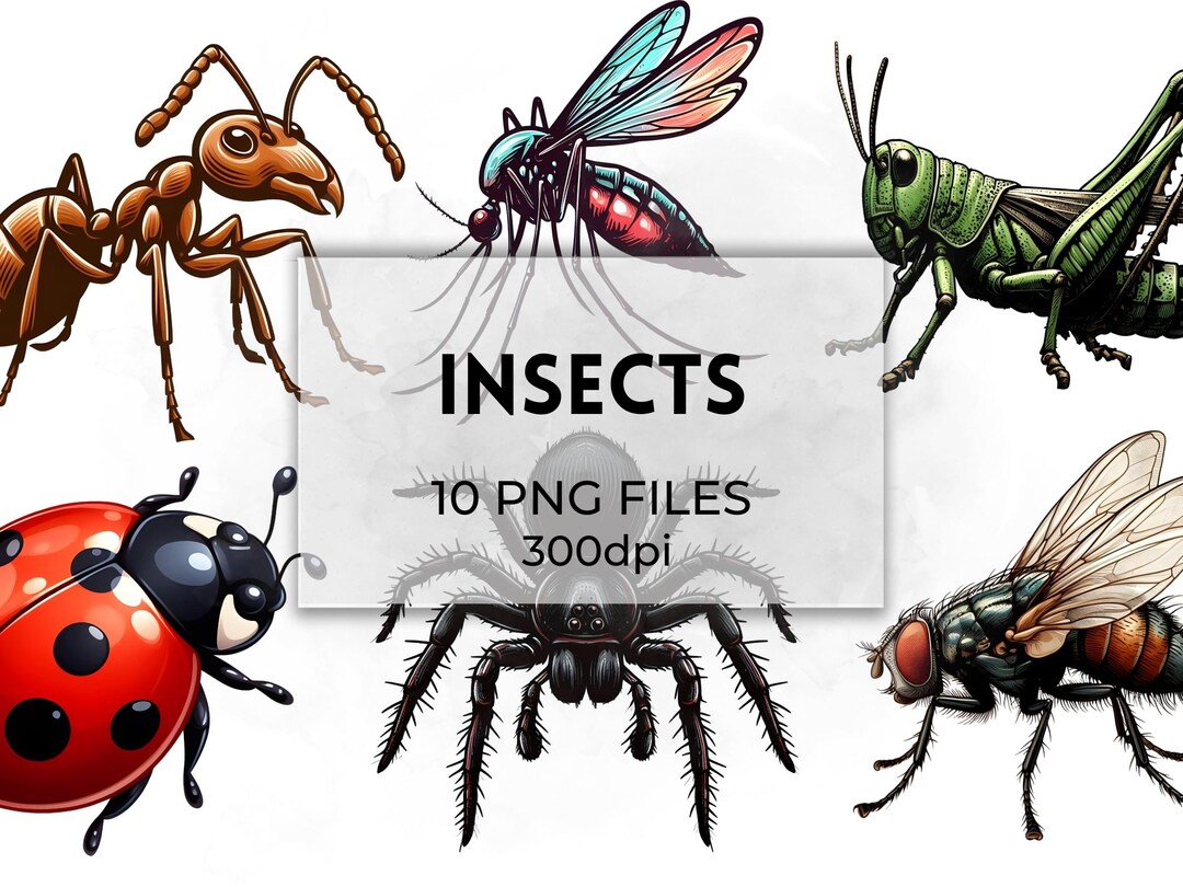 Insects Clipart Collection, 10 High Quality Bugs Graphics, Digital ...