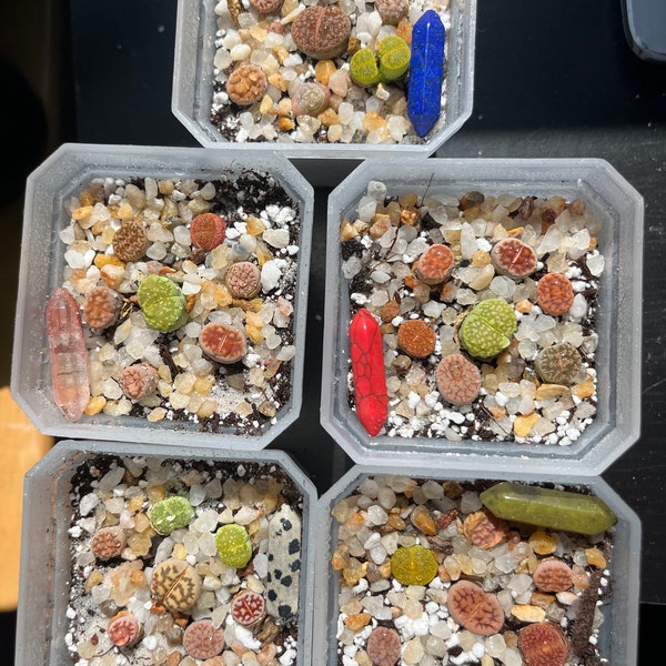 Lithops Live Plant - Etsy