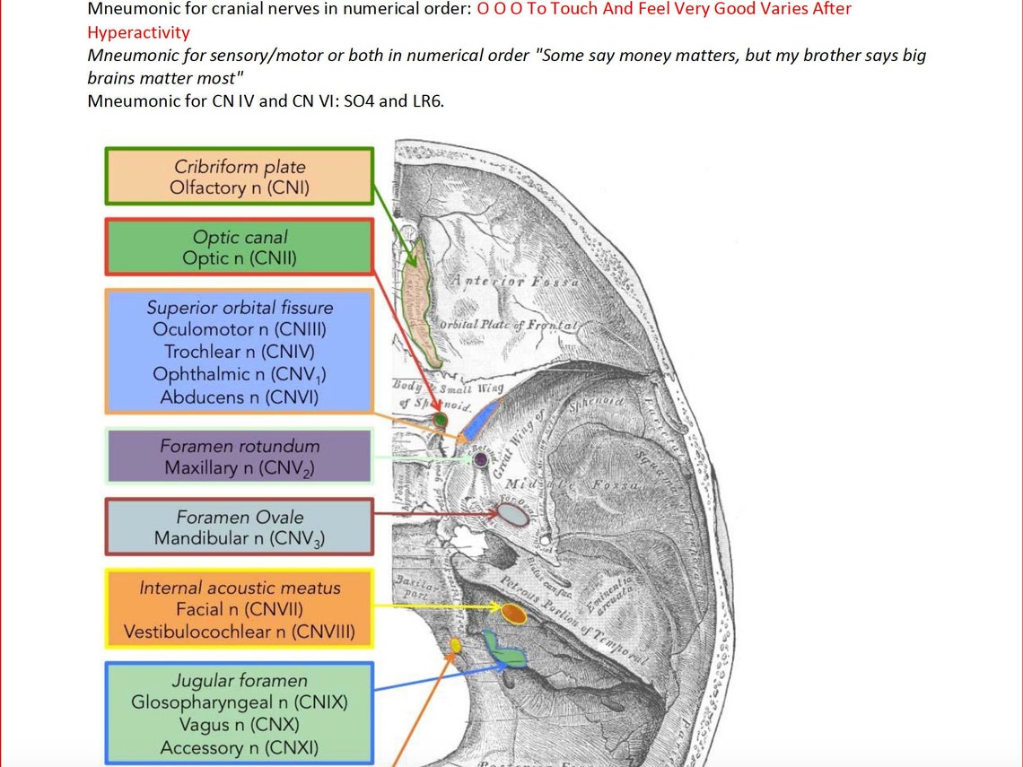 Cranial Nerves Guide/function/assessment/location: ALL You Need to Know ...