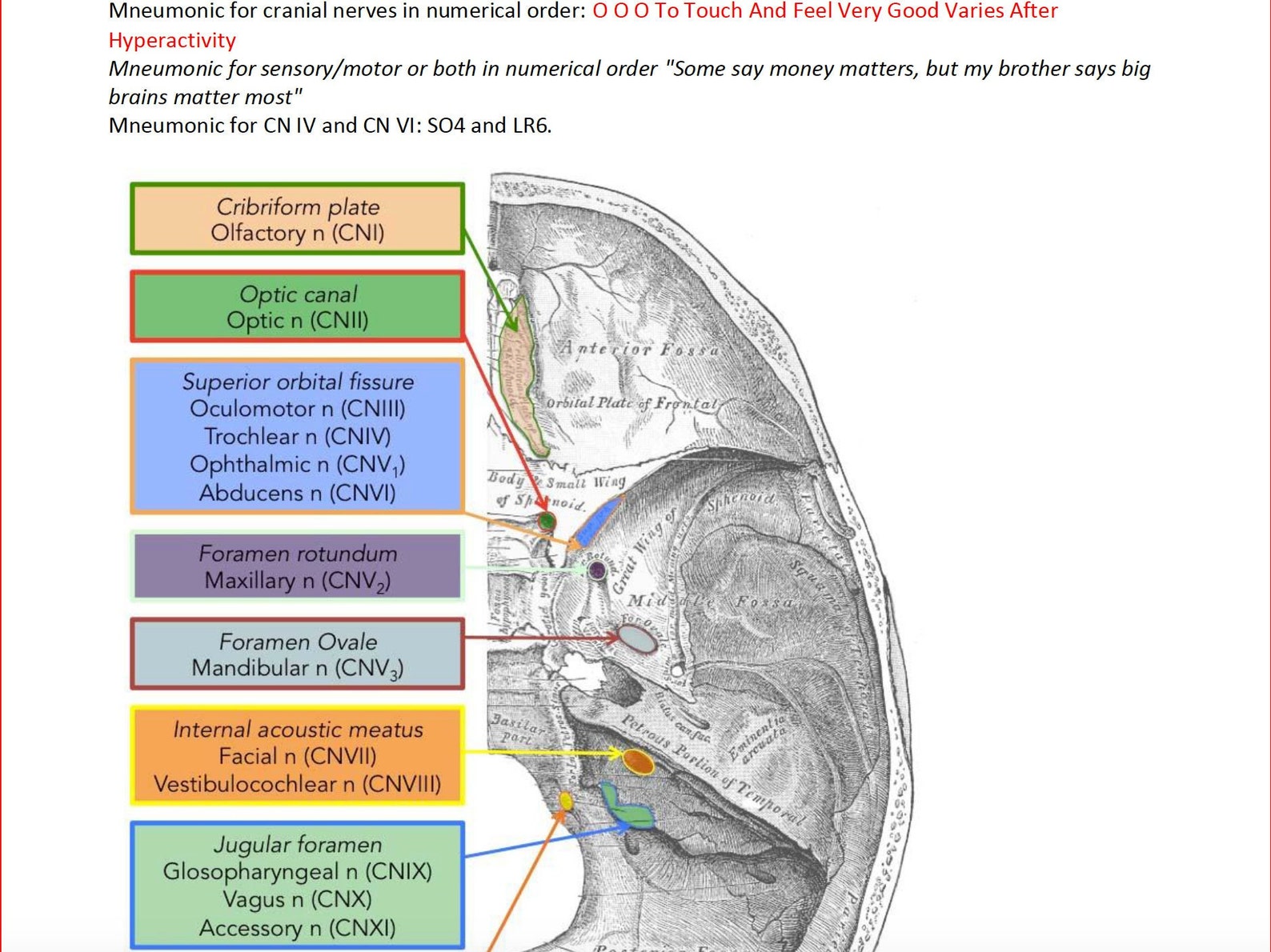Cranial Nerves Guide/function/assessment/location: ALL You Need to Know ...