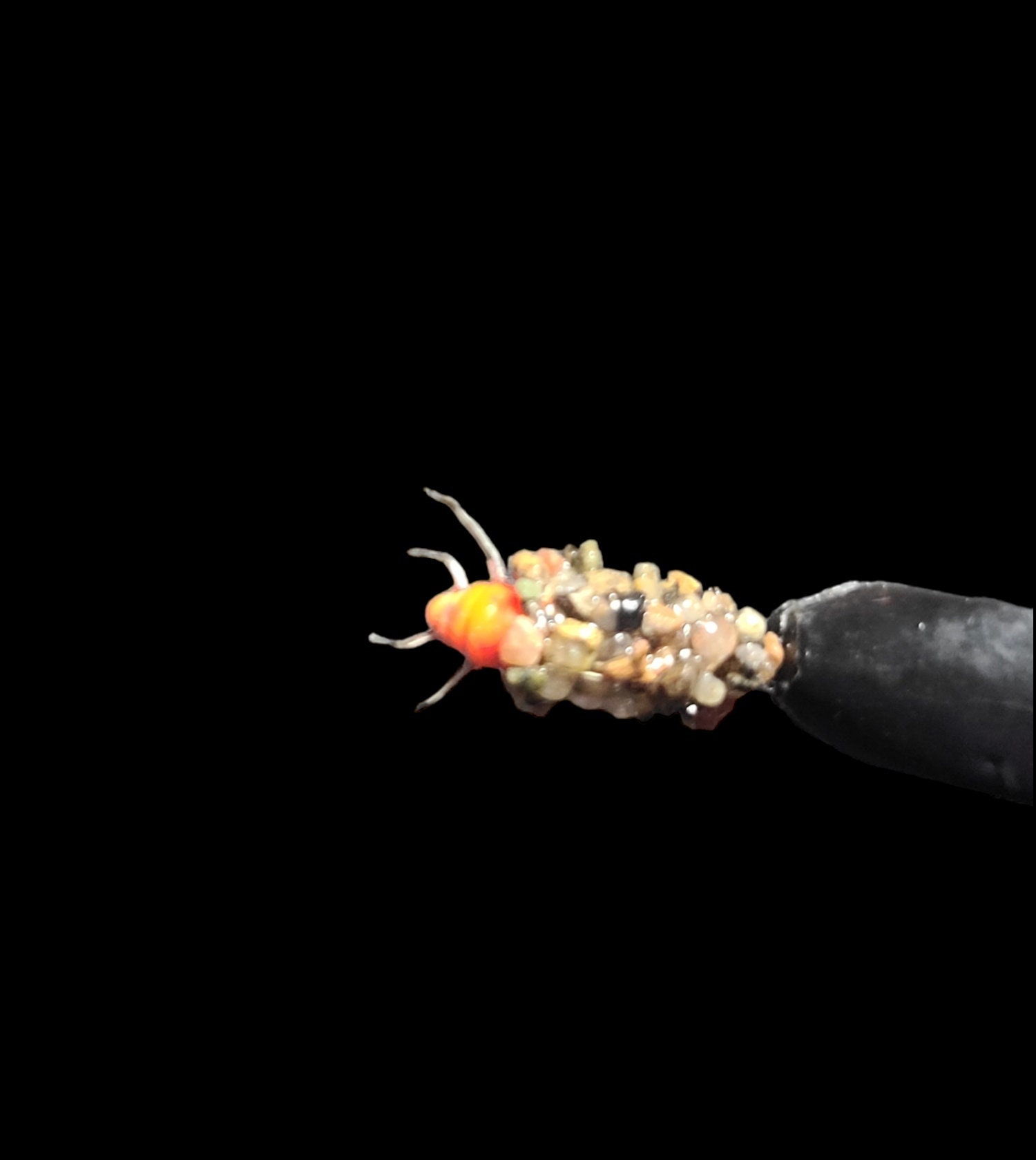 Stone-cased Caddis Fly - Etsy