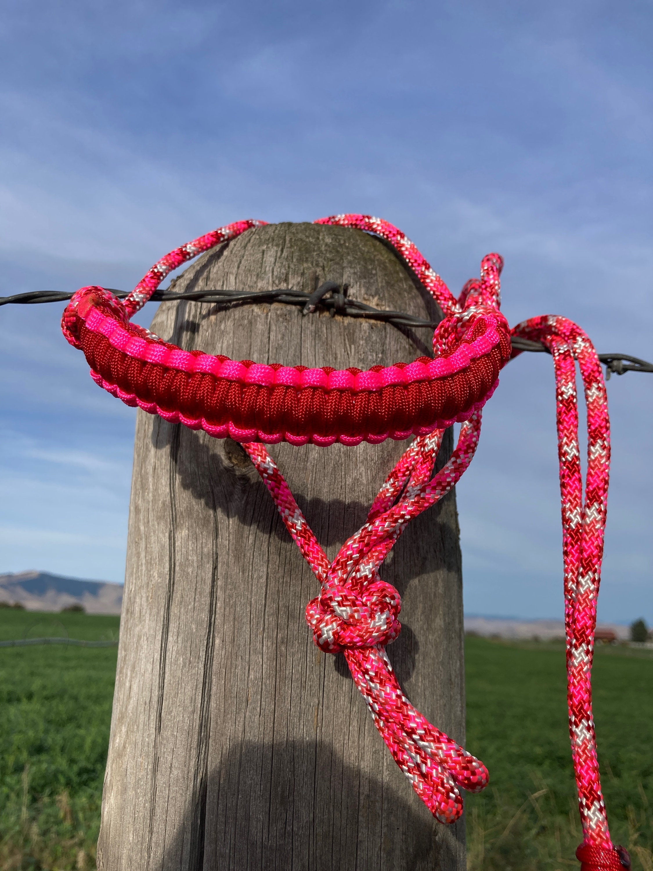 Mini Donkey Halter-pink With Red - Etsy