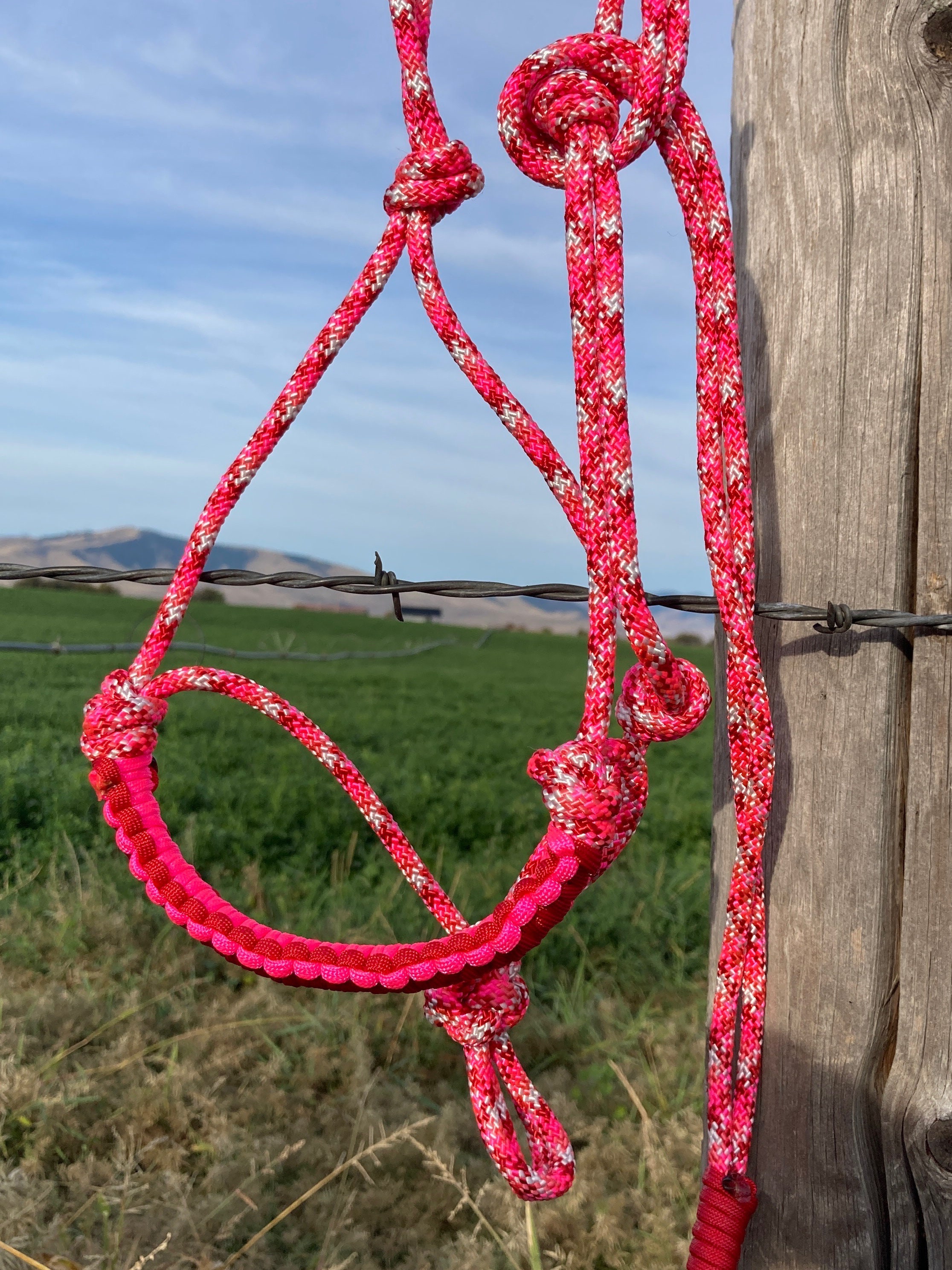 Mini Donkey Halter-pink With Red - Etsy
