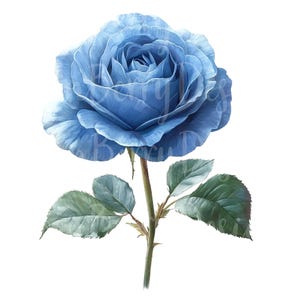 Blue Rose Clipart, Set of 12 PNG Bundle, 300 DPI Clip Art, Wedding ...