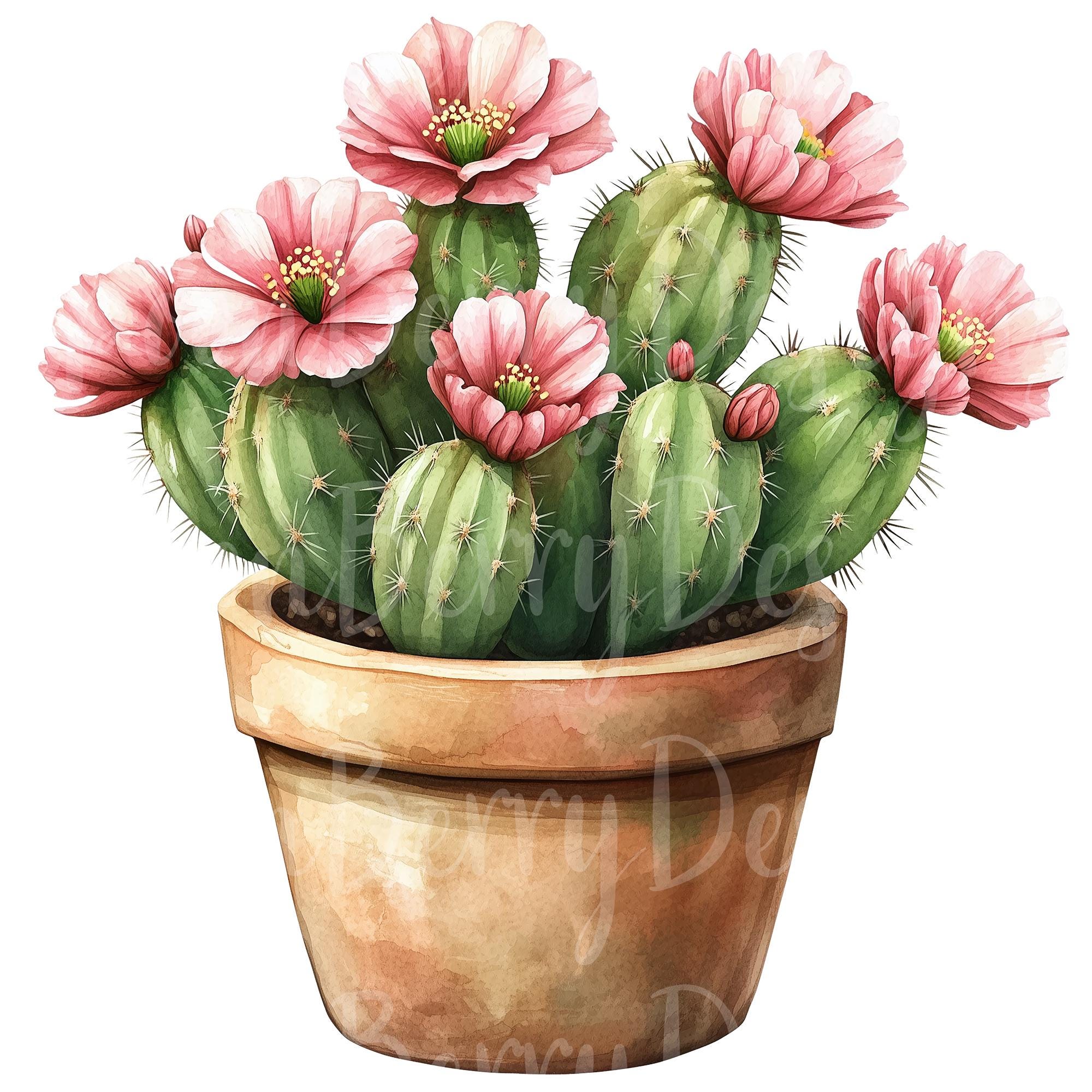 Flowering Cactus Clipart, Set of 17 PNG Bundle, 300 DPI Clip Art, Pink ...