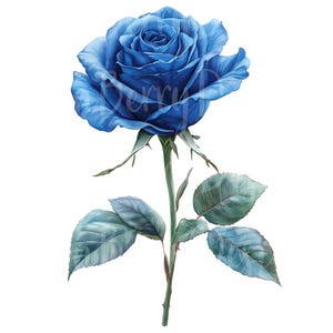 Blue Rose Clipart, Set of 12 PNG Bundle, 300 DPI Clip Art, Wedding ...