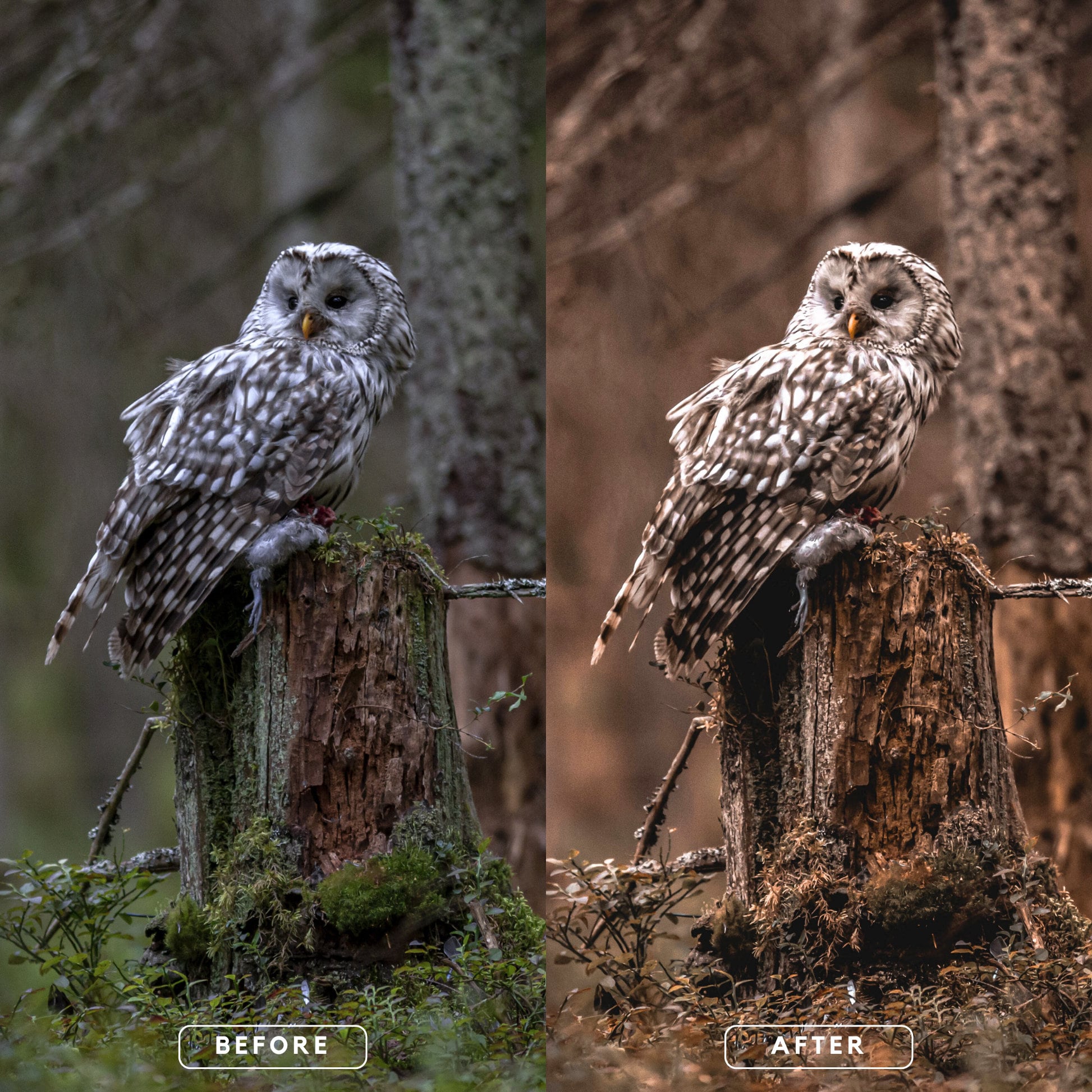 Moody Brown - Mobile & Desktop Preset - Moody Influencer Preset Filter ...
