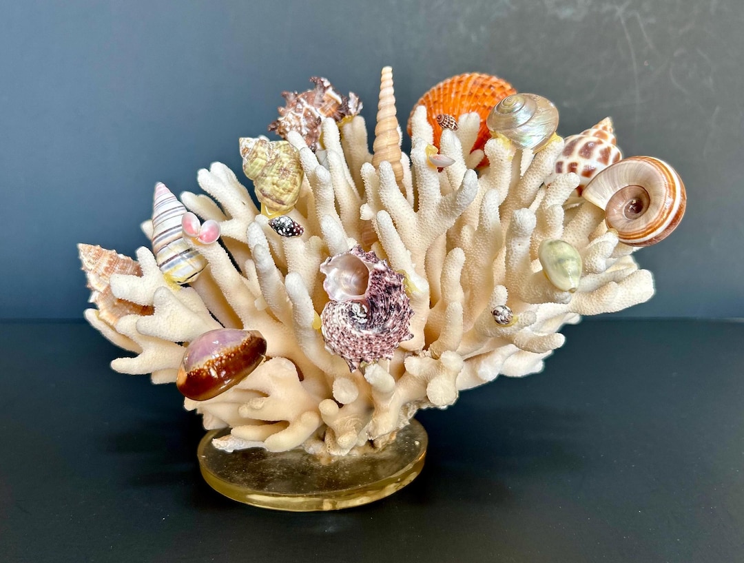 Vintage Natural White Corals Reef and Shells Composition on Lucite Base ...
