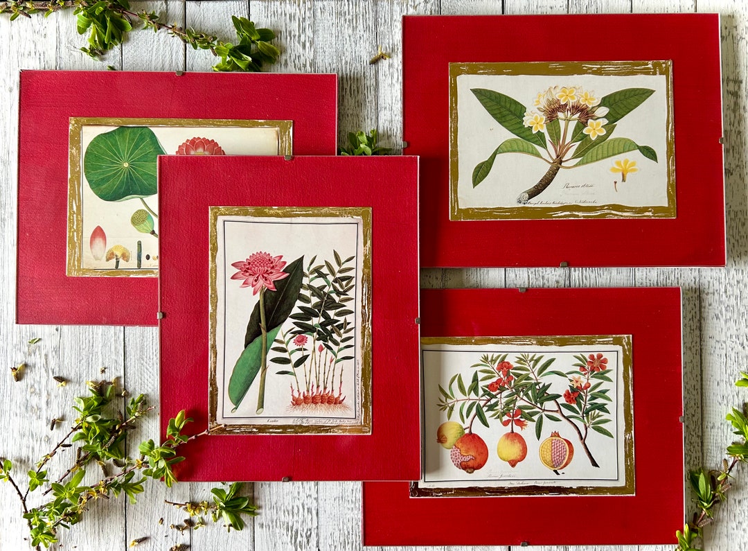 Framed Frangipani Print Set: William Farquhar Natural History Art - Etsy