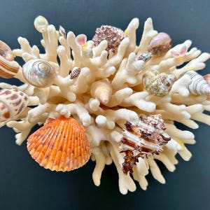 Vintage Natural White Corals Reef and Shells Composition on Lucite Base ...