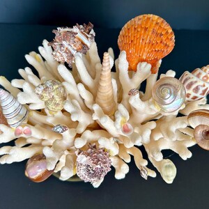 Vintage Natural White Corals Reef and Shells Composition on Lucite Base ...