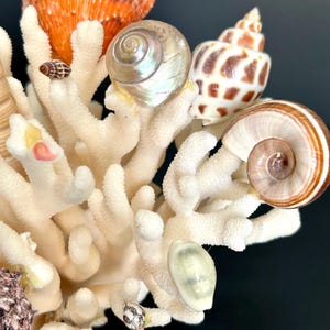 Vintage Natural White Corals Reef and Shells Composition on Lucite Base ...