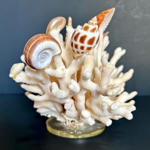 Vintage Natural White Corals Reef and Shells Composition on Lucite Base ...