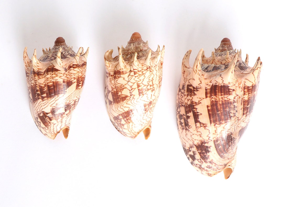 Group of Three Imperial Volute Seashell - Etsy