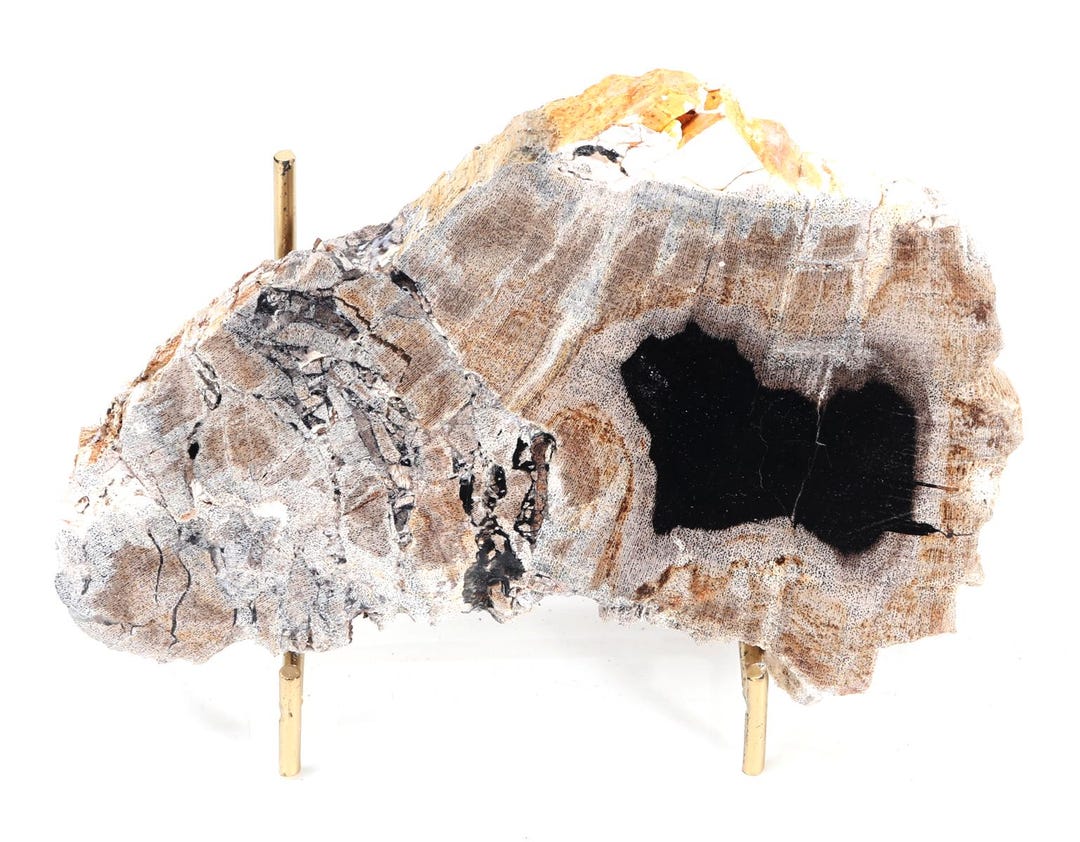 Ancient Petrified Gopher Wood Slab W/stand - Etsy