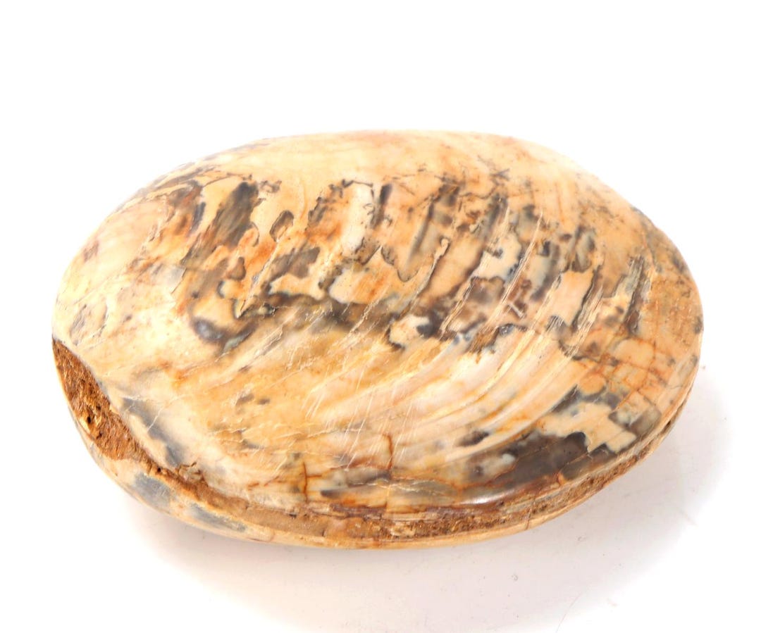 Beautiful Preserved Fossilized Clam - Etsy