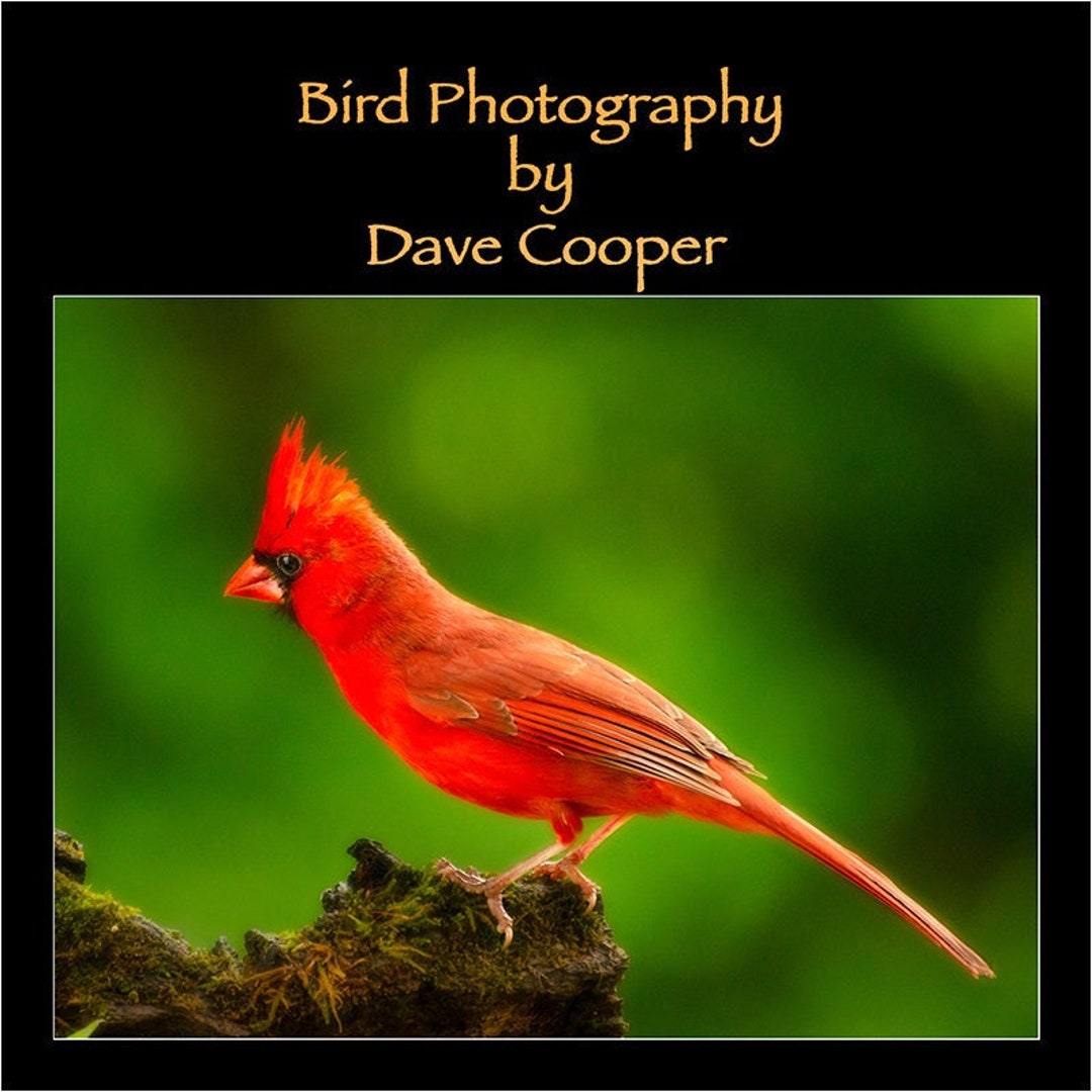 Bird Photography Book - Etsy