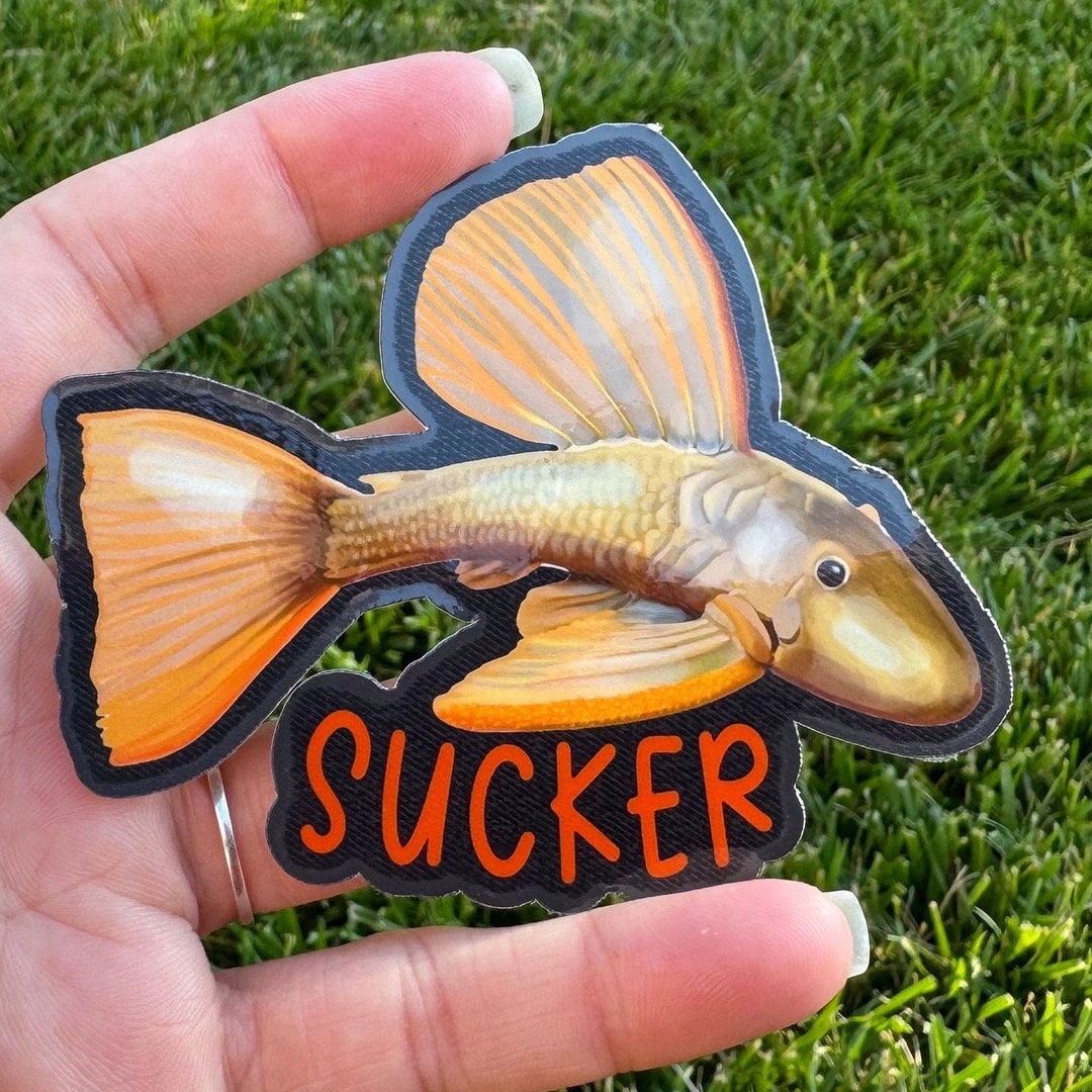 Golden Sailfin Luteus Pleco Vinyl Sticker - Etsy
