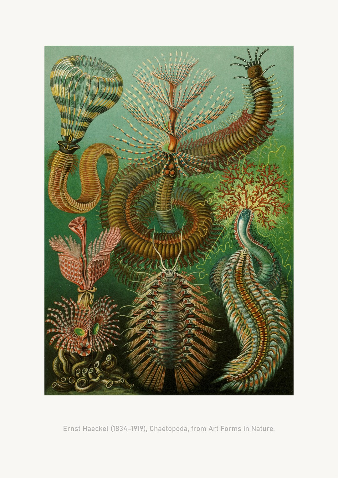 Ernst Haeckel 18341919, Chaetopoda, From Art Forms in Nature, Vintage ...