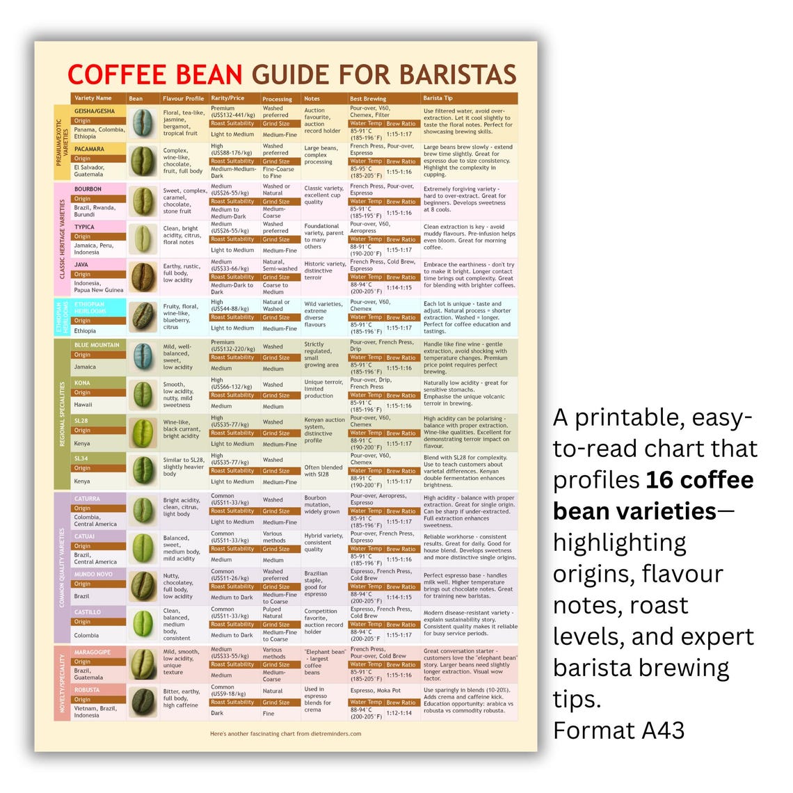 Coffee Bean Varieties Chart: Barista Brewing Guide (PDF Printable A3 ...