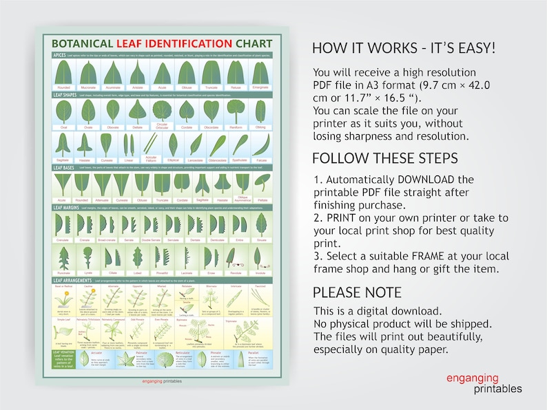 Botanical Leaf Identification Chart: Shapes, Margins, Bases (high Res ...
