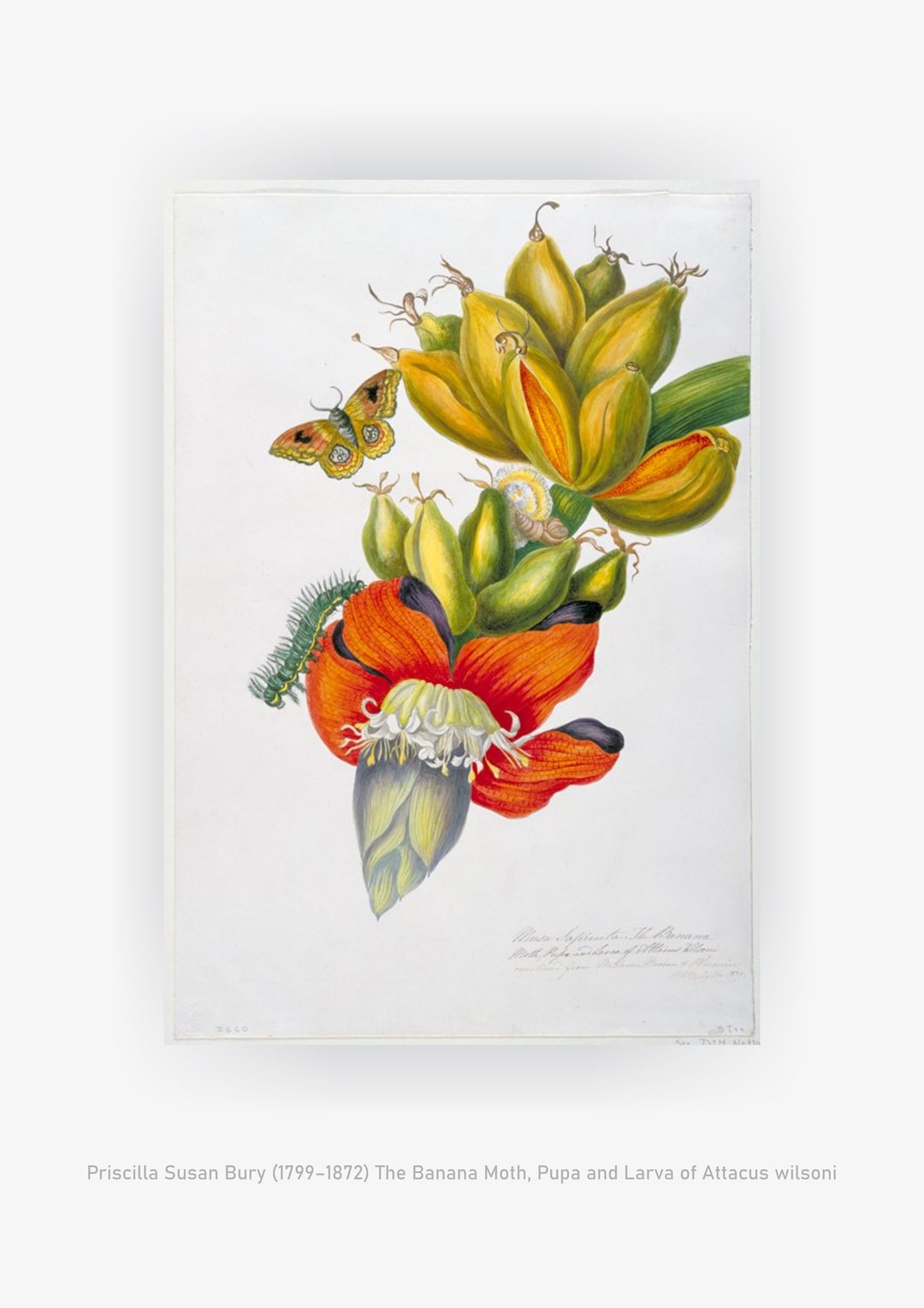 Priscilla Susan Bury, the Banana Moth, Pupa and Larva, Vintage ...