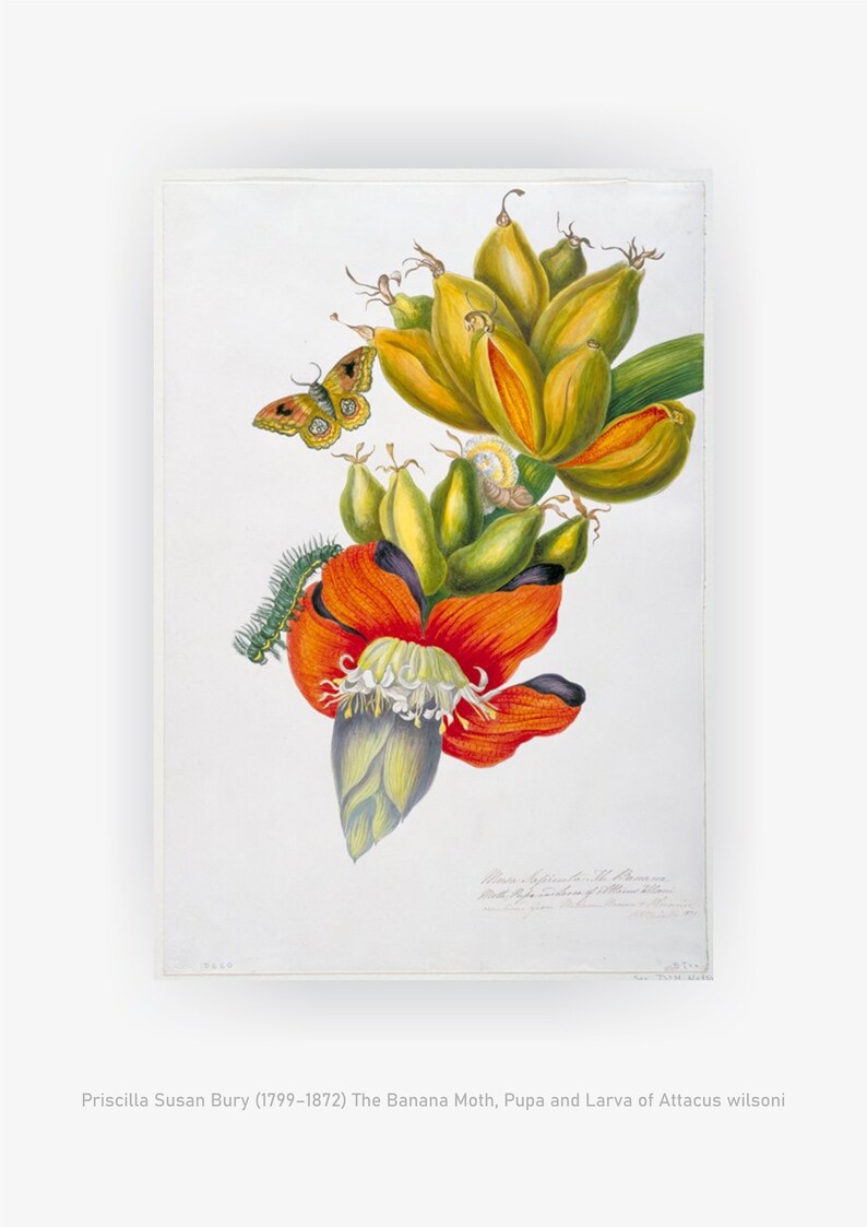 Priscilla Susan Bury, the Banana Moth, Pupa and Larva, Vintage ...