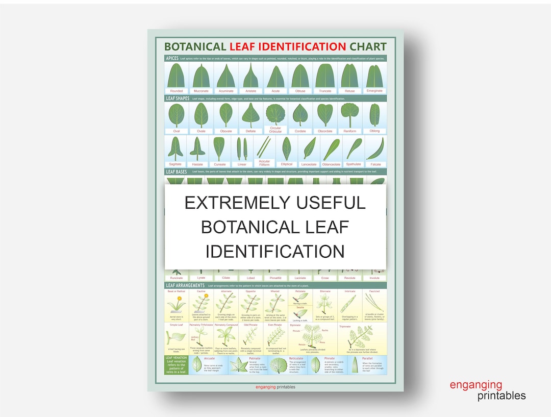 Botanical Leaf Identification Chart: Shapes, Margins, Bases (high Res ...