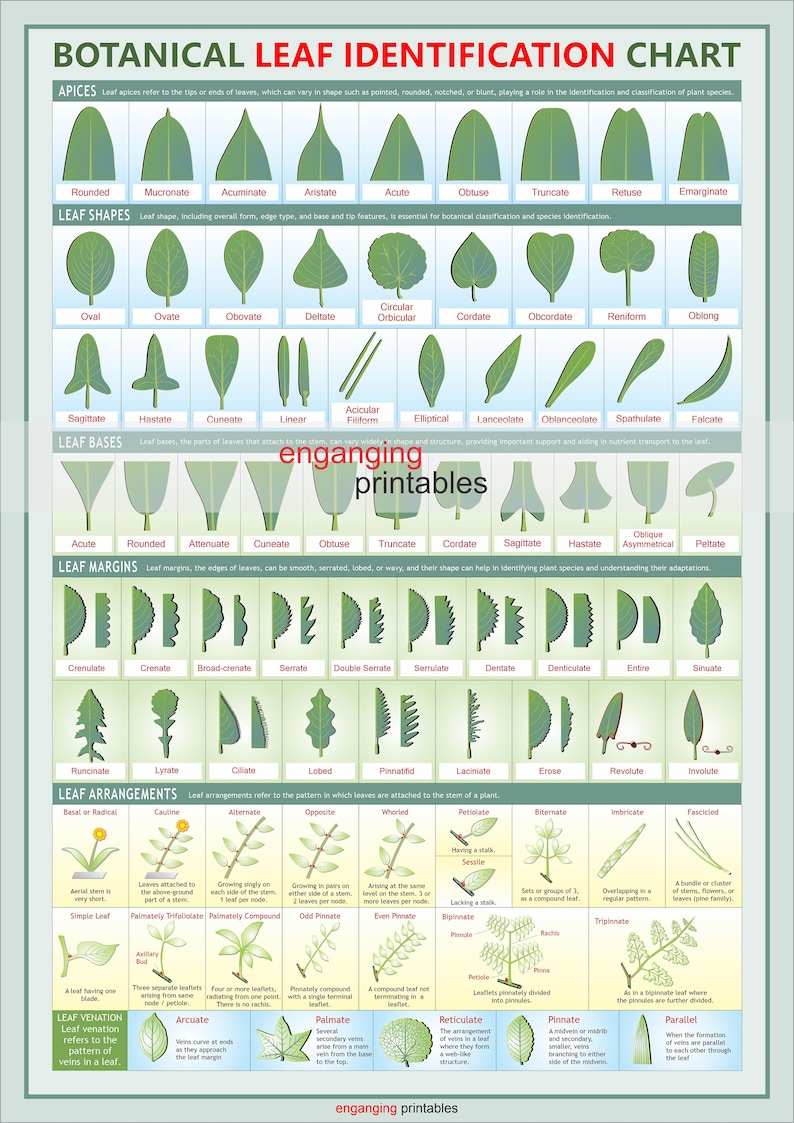 Botanical Leaf Identification Chart: Shapes, Margins, Bases (high Res ...