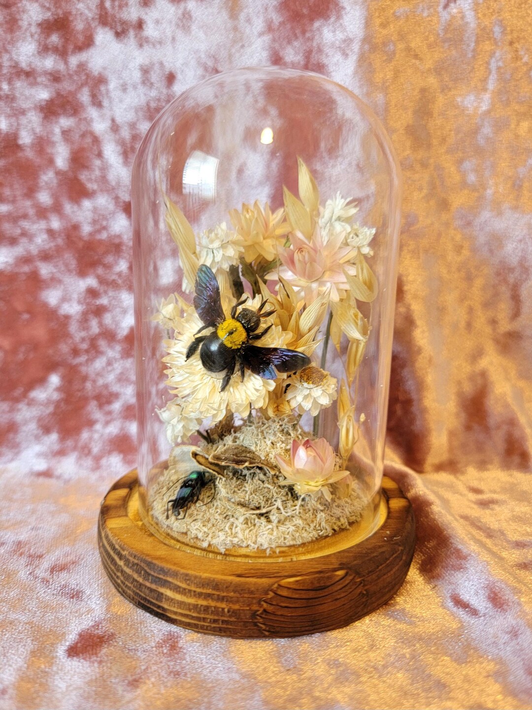 Real Carpenter Bee Preserved in a Glass Dome Insect Art Dried Flowers ...