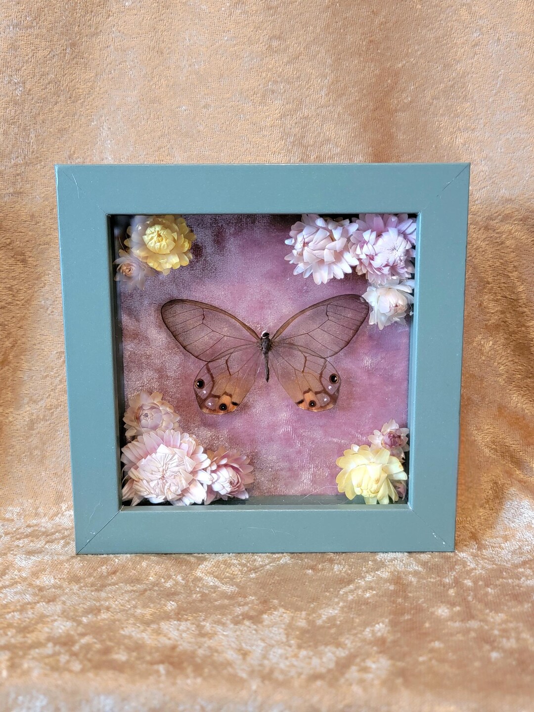 Real Amber Phantom Butterfly Shadowbox Frame Insect Art Dried Flowers ...