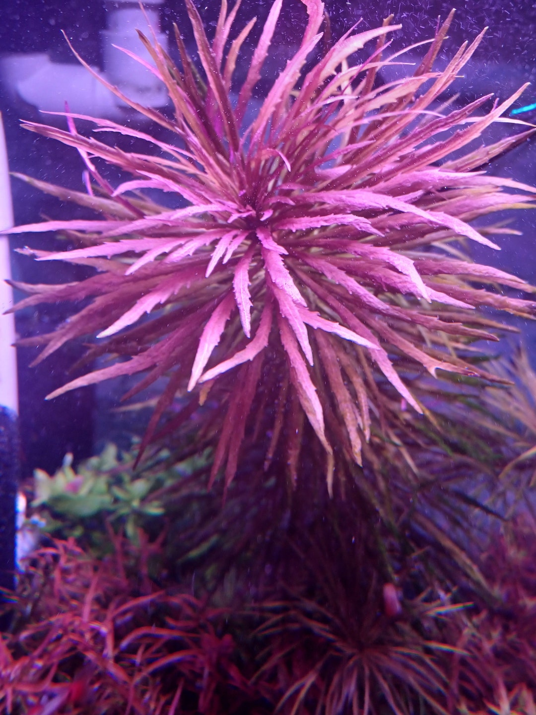 Pogostemon Stellatus Dassen (3 Stems) - Etsy