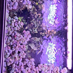 10 Red Root Floaters - Etsy