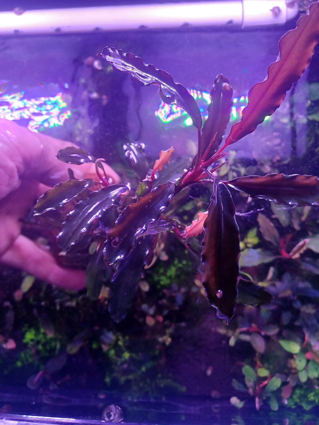 Bucephalandra Dark Blue submerged - Etsy