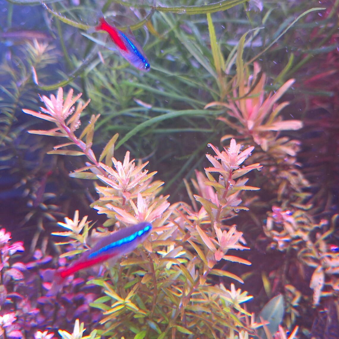 5 Stems Rotala Super Red Mini - Etsy