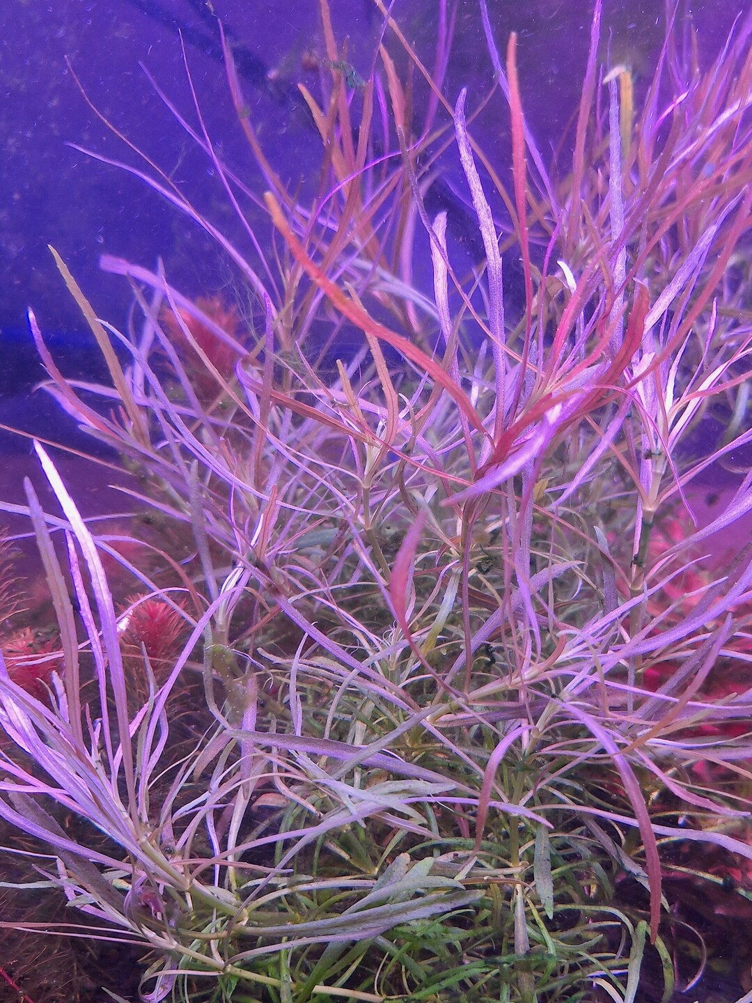 Pogostemon Stellatus Octopus (3 Stems) - Etsy