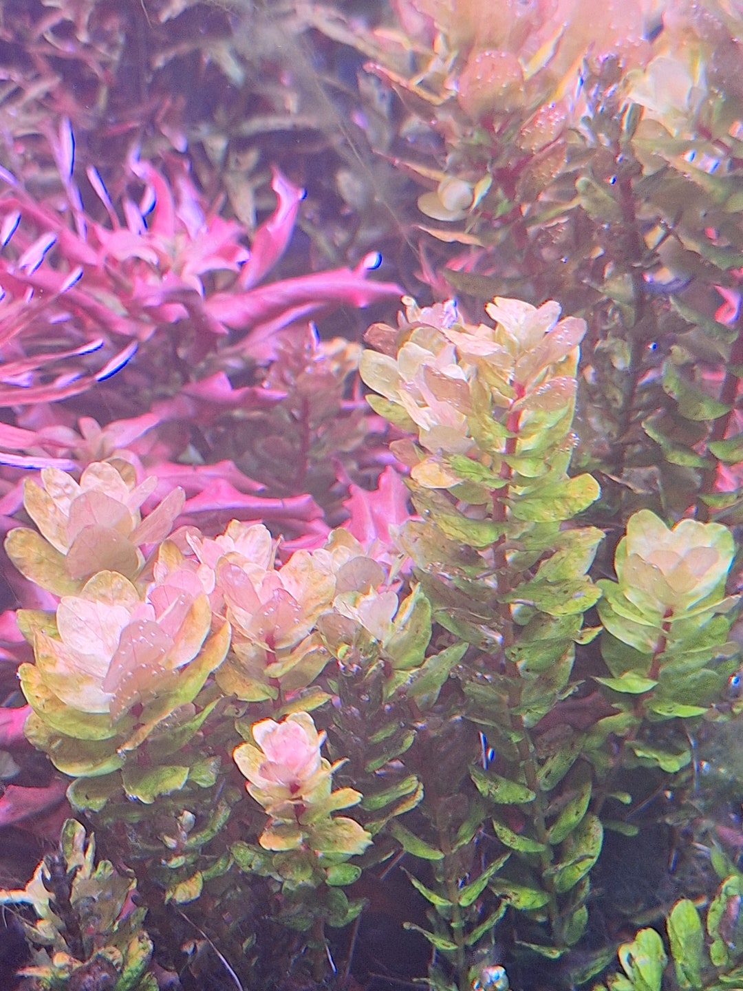 3 Stems Rotala Tulunadensis - Etsy