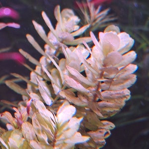3 Stems Rotala Tulunadensis - Etsy