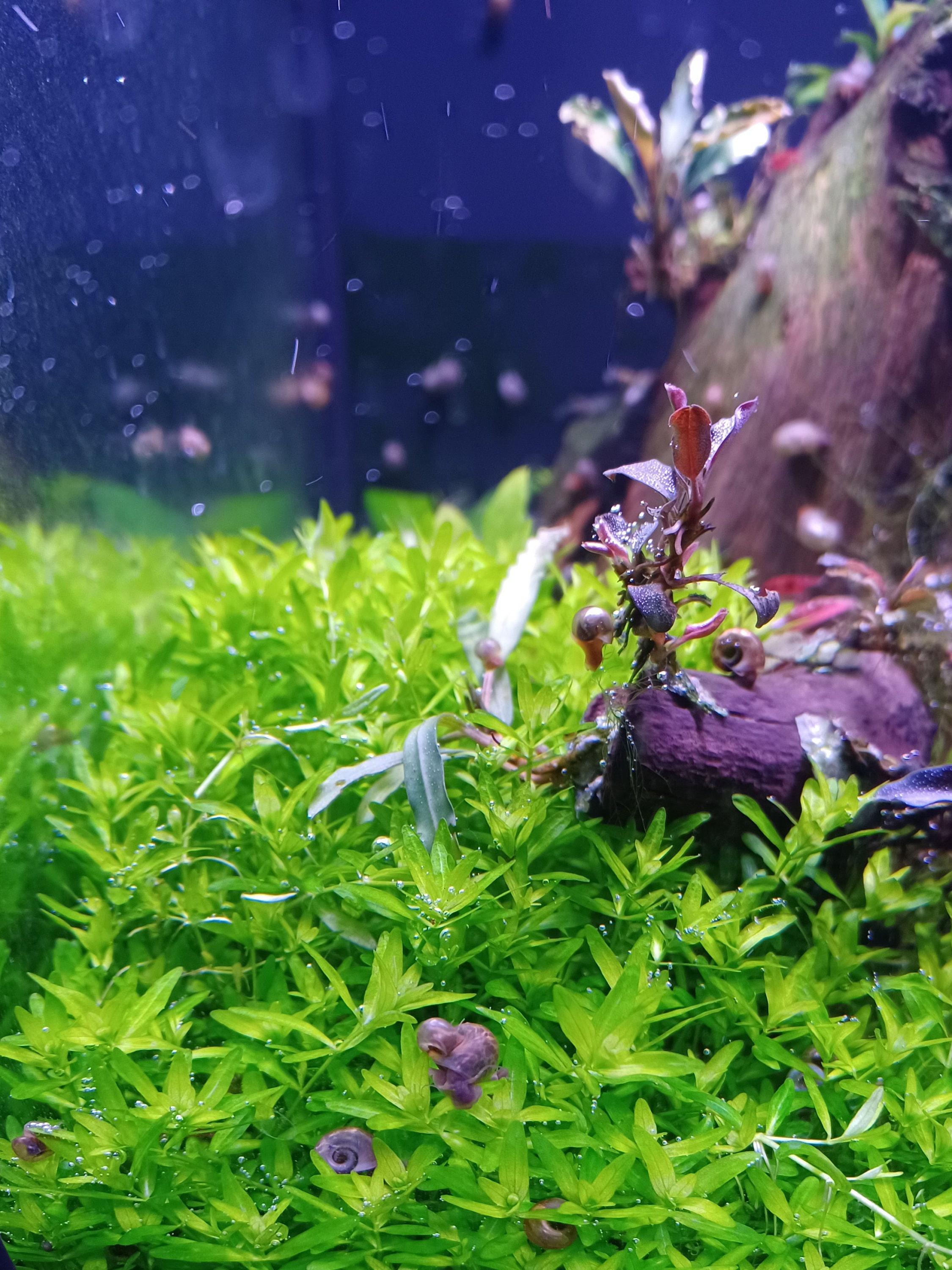 20 Micranthemum Micranthemoides pearl Weed Buy 2 Get 1 Free - Etsy