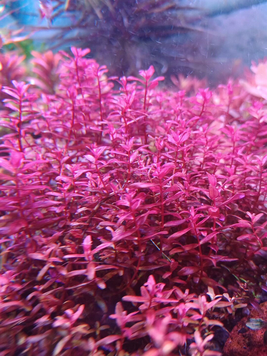 Rotala Macrandra Mini Butterfly 3 Stems - Etsy