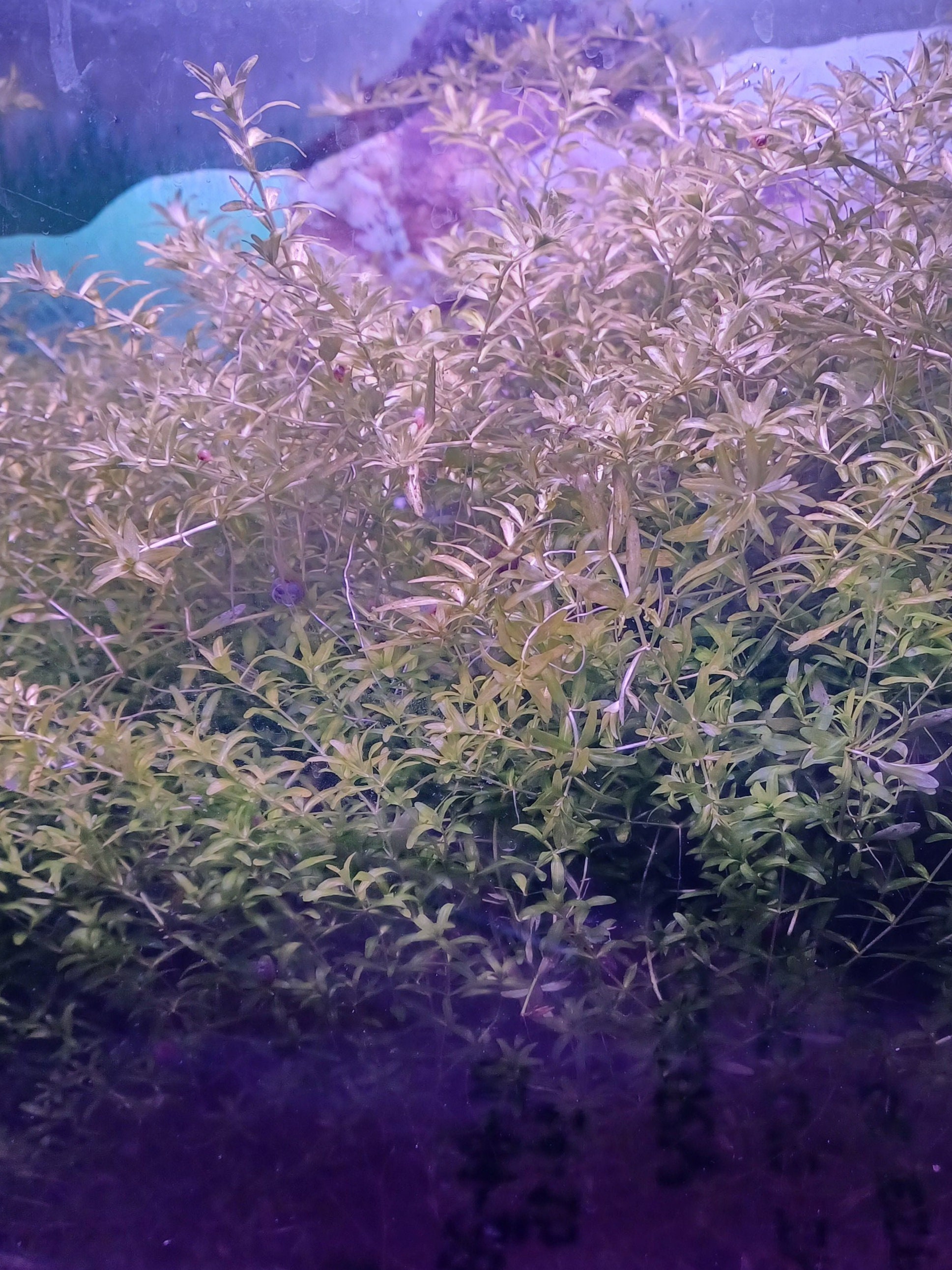 20 Micranthemum Micranthemoides pearl Weed Buy 2 Get 1 Free - Etsy