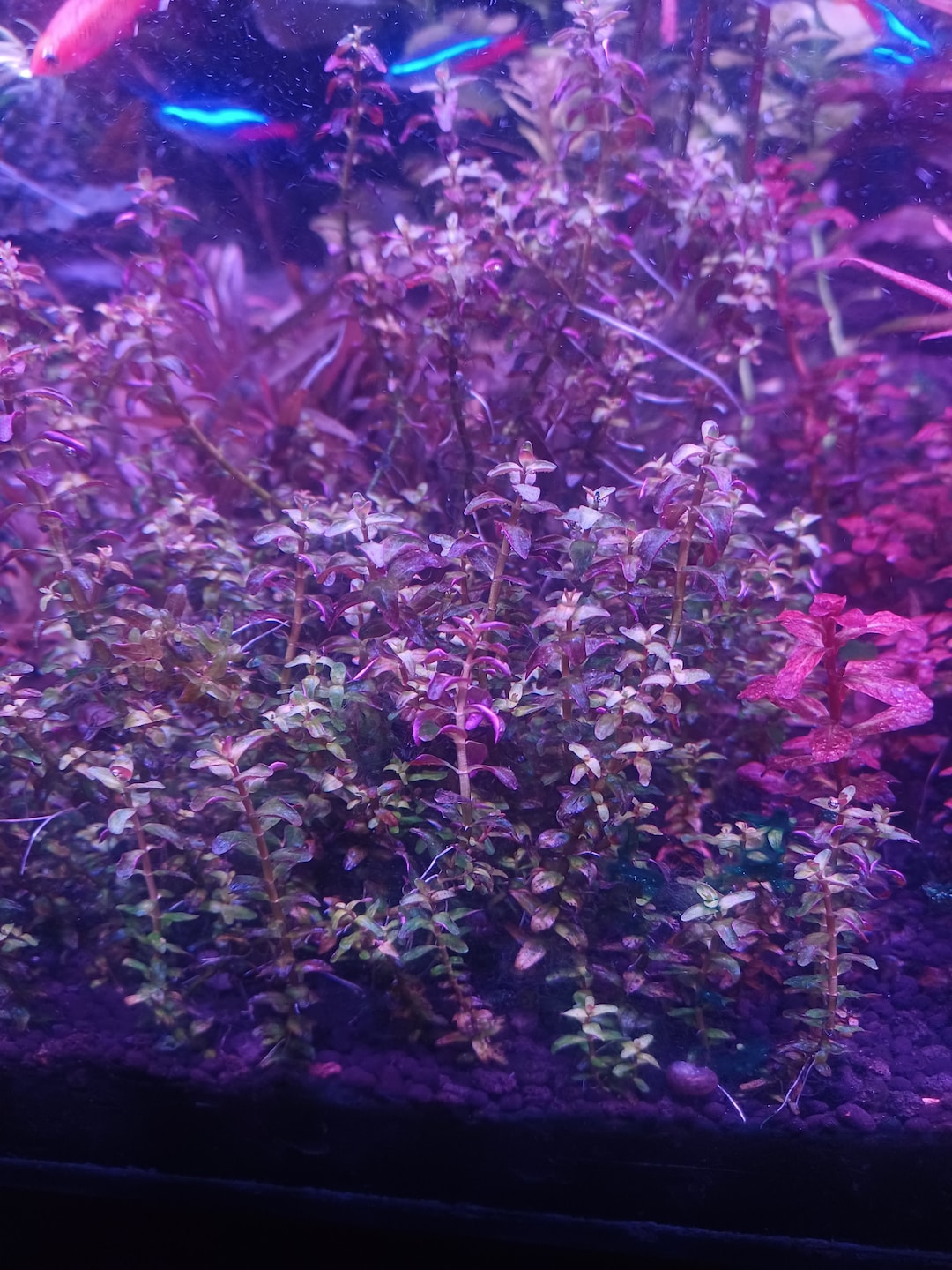 5 Stems Rotala Mini Pearl Free Mystery Bonus Plant - Etsy