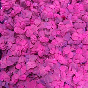 10 Red Root Floaters - Etsy